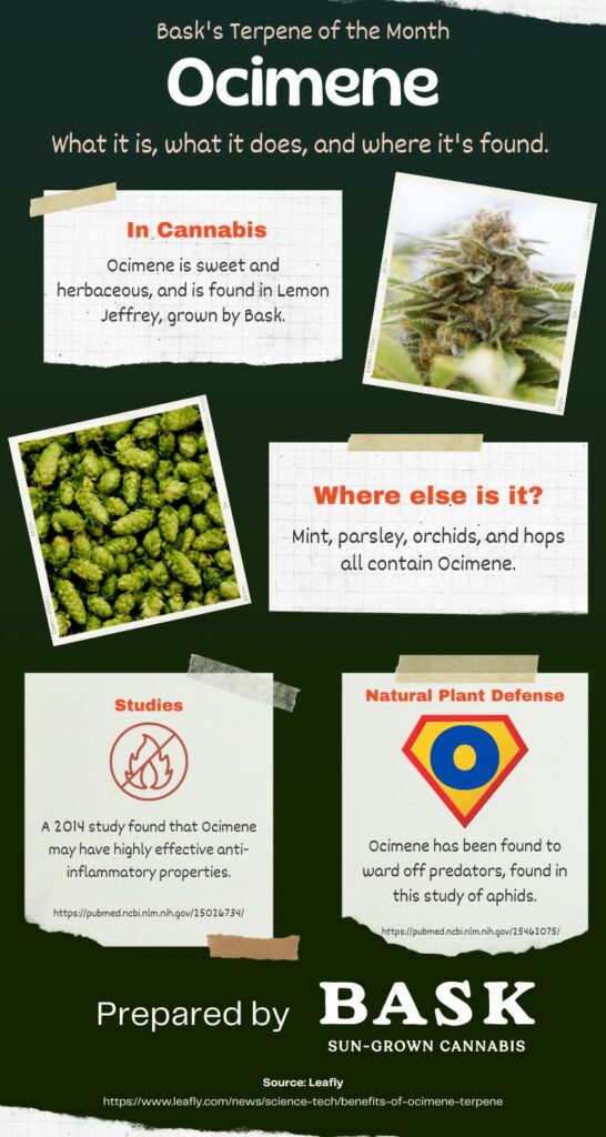 Ocimene: Nature’s Sweet Terpene - Bask Cannabis Dispensary | Fairhaven ...